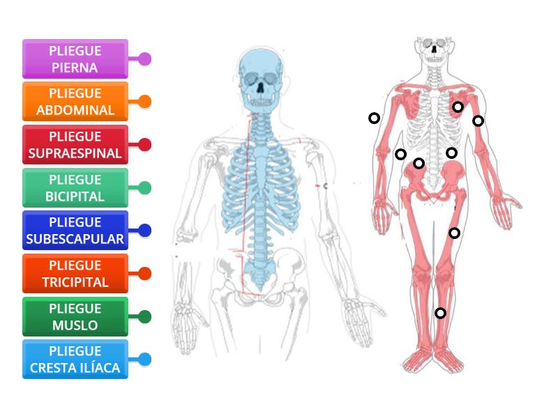 PLIEGUES - Labelled diagram