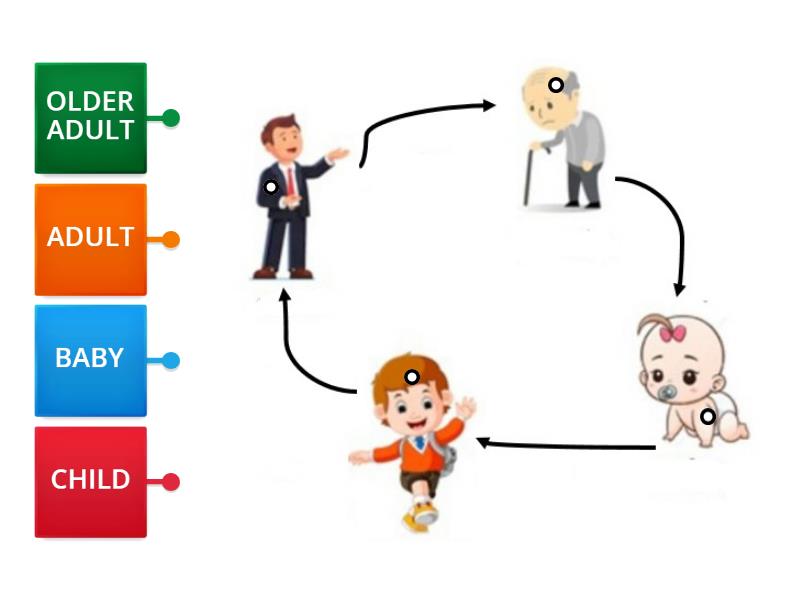 HUMAN LIFE CYCLE - Labelled diagram
