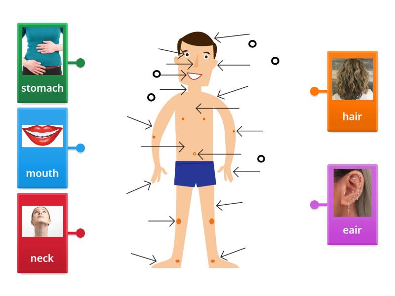 Parts of the body - Labelled diagram