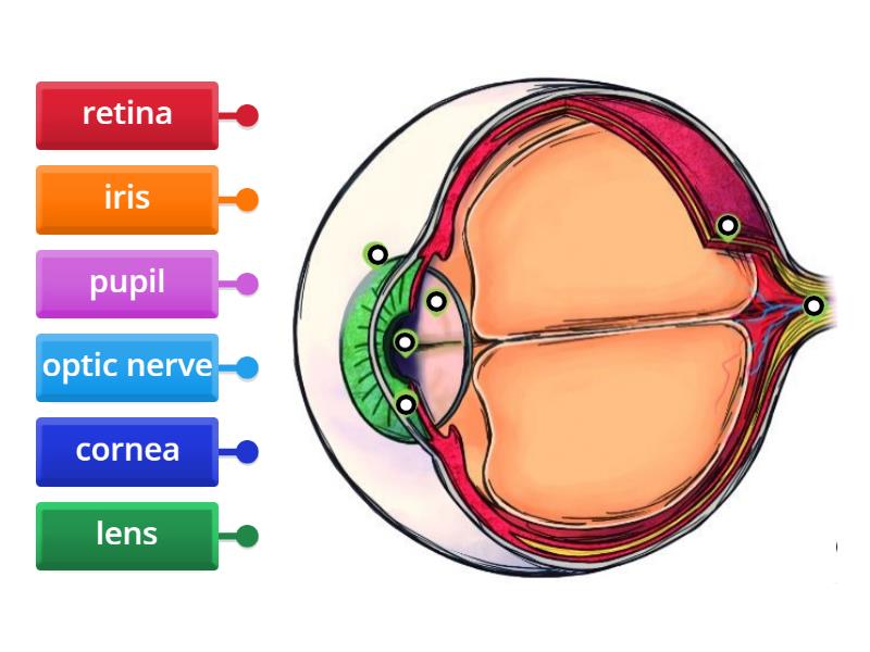 Sight Organ (Eye) - Labelled diagram