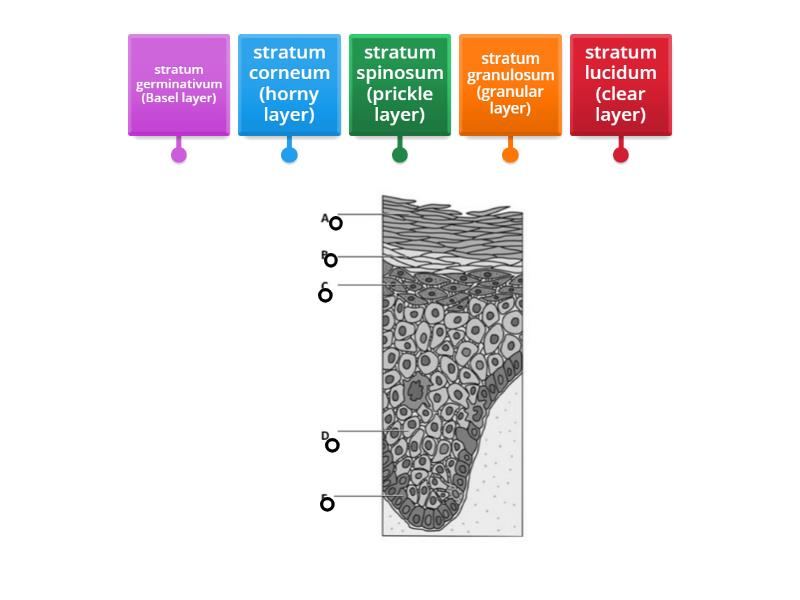 Layers of the epidermis - Labelled diagram