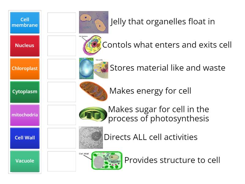 Cell Organelles - Match up