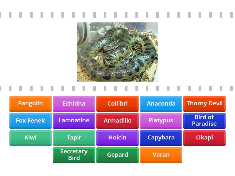 Rare animals - Find the match