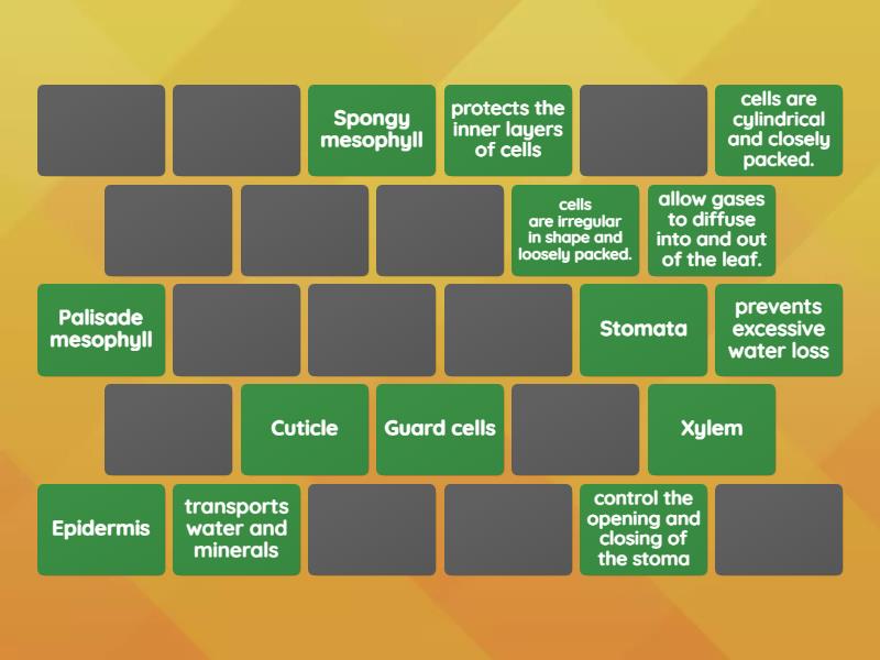 Structure of Plant - Matching pairs