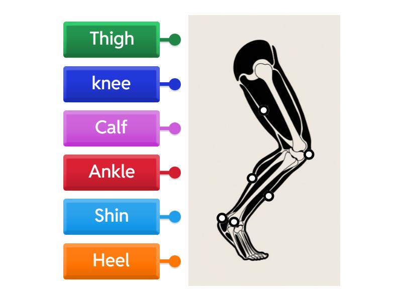 Leg - Labelled diagram