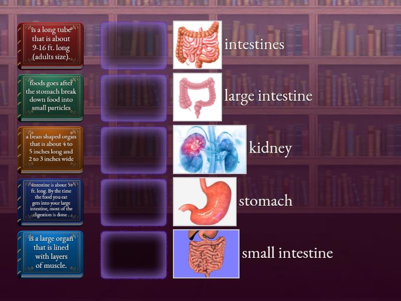 Identifying major organs GROUP 1 - Match up