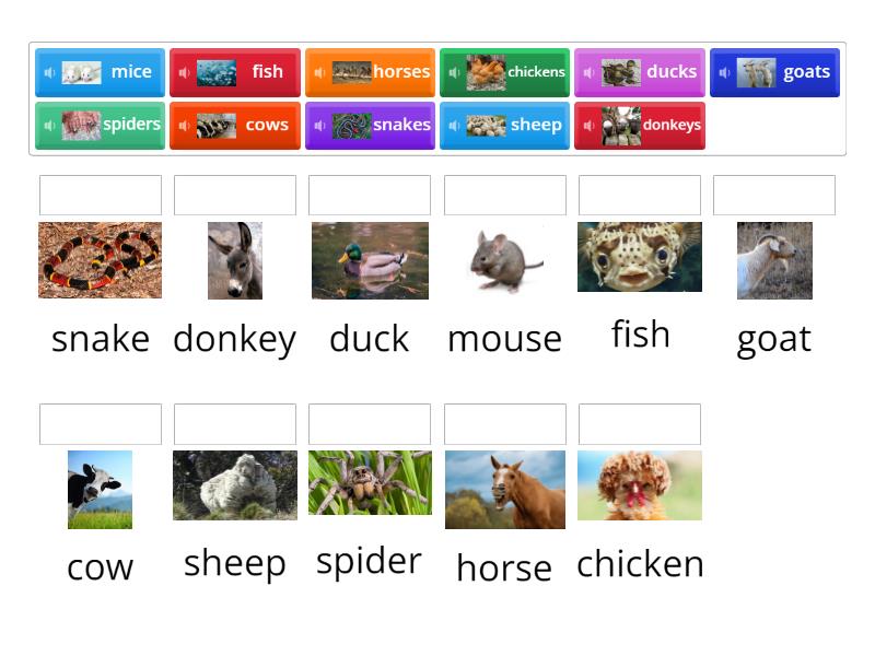 sound quiz Bright Ideas 1 Unit 4 plural animals - Match up