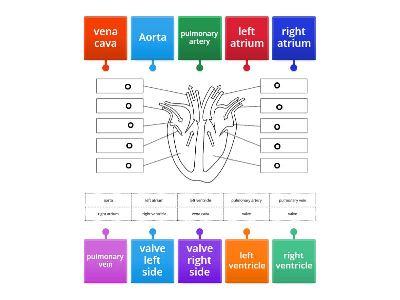 Structure of the heart - Labelled diagram