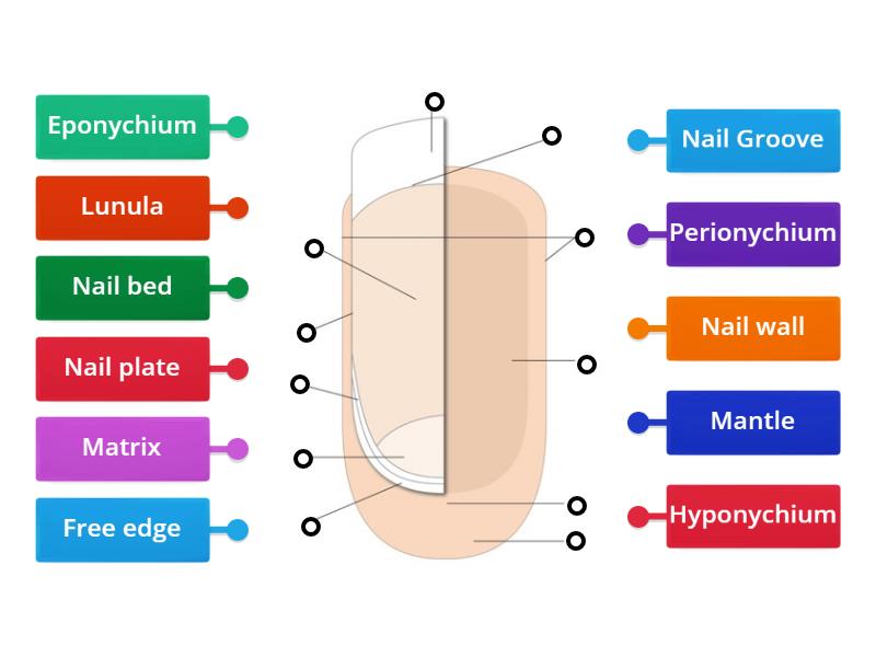 Label the Nail Structure (VRQ L2) - Labelled diagram