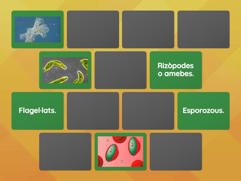 TROBA ELS TIPUS DE PROTOZOUS i ELS PROTOZOUS CAUSANTS DE CADA MALALTIA ...