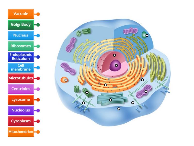 Animal cell - Labelled diagram