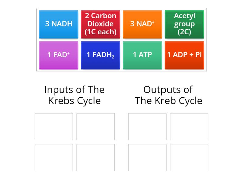 Inputs & Outputs of The Krebs Cycle - Group sort