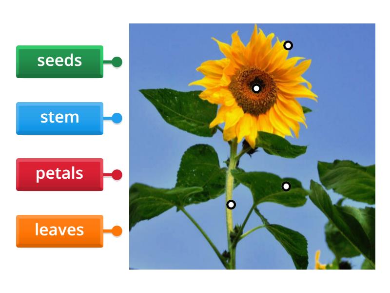 Label a sunflower - Labelled diagram