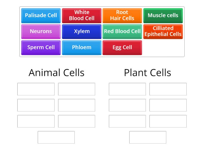 Classifying Cell Types - Group sort