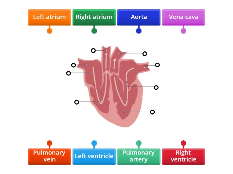 Heart - Labelled diagram