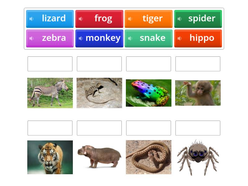 team together starter 1 unit 7 animals - Une las parejas