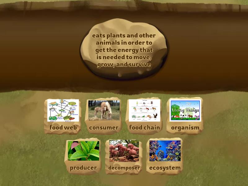 Ecosystem Vocabulary Read the Match - Find the match