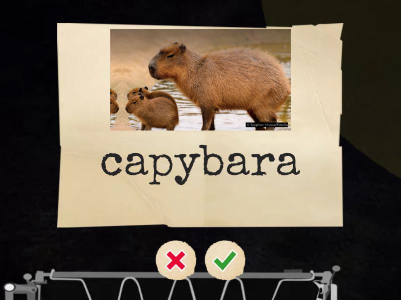 SPECIES OF MAMMALS - Flash cards