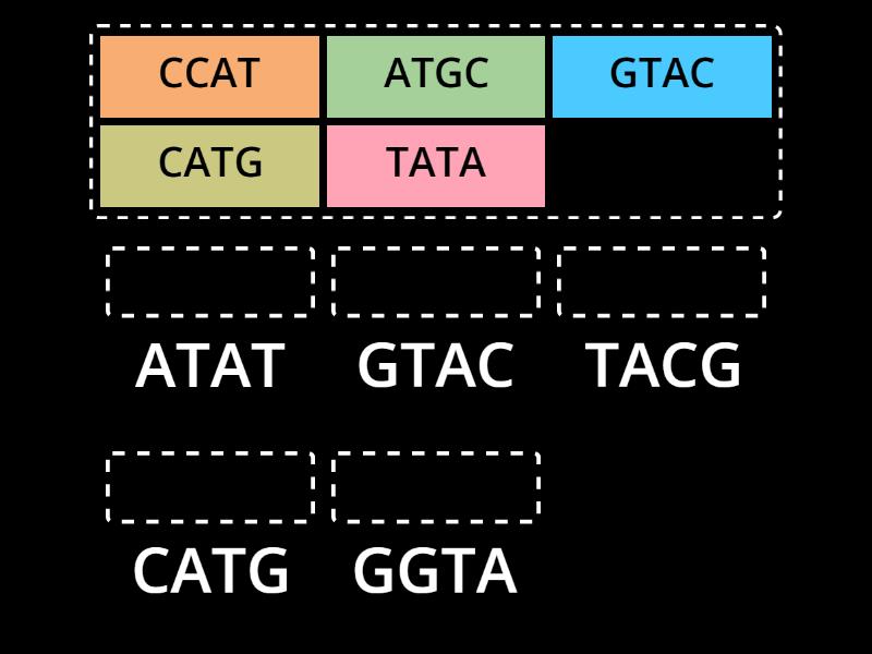 Module 7 - DNA Replication Practice - Match up