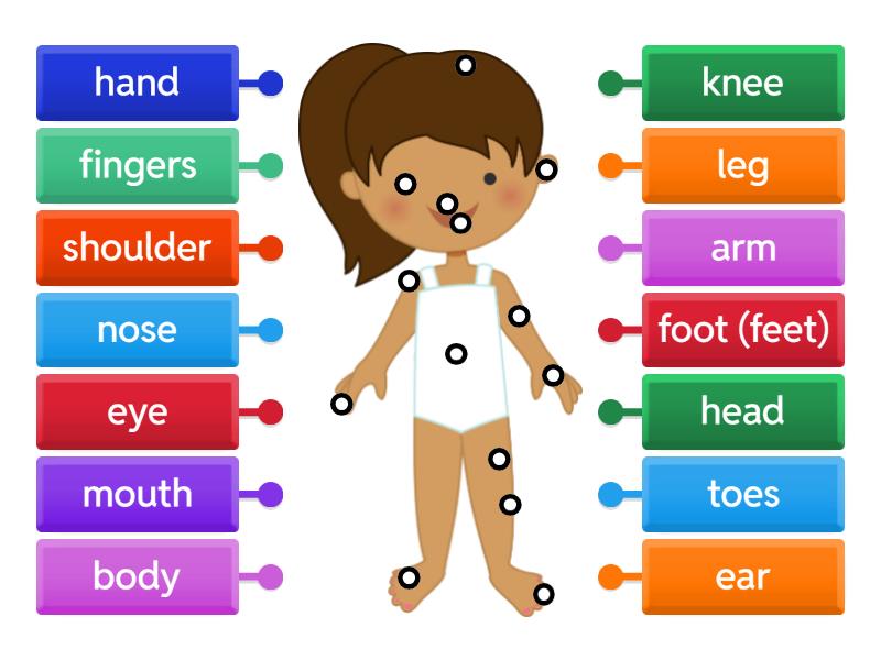 Fit and healthy. Body. pp3 - Labelled diagram