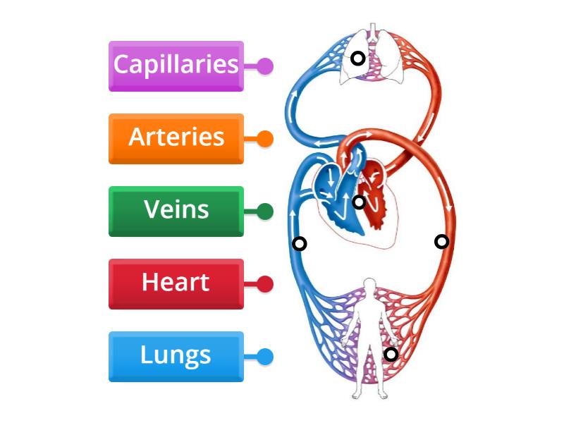 Arteries, Veins, Capillaries: basic functions - Labelled diagram