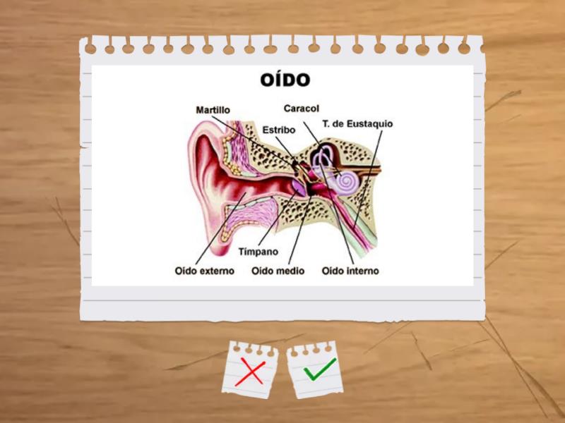 Los cinco sentidos - Flash cards