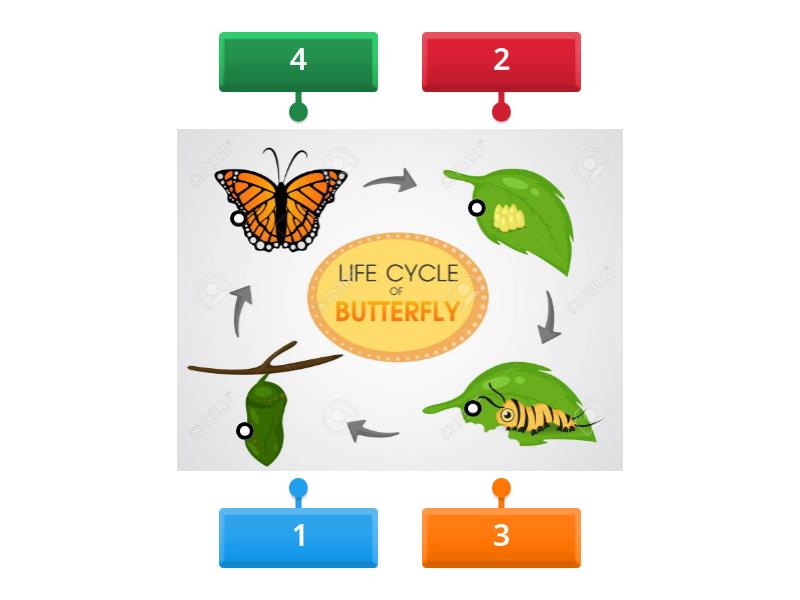 Life cycle of a butterfly - Labelled diagram