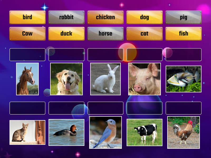 Animal Sight Words - Match up