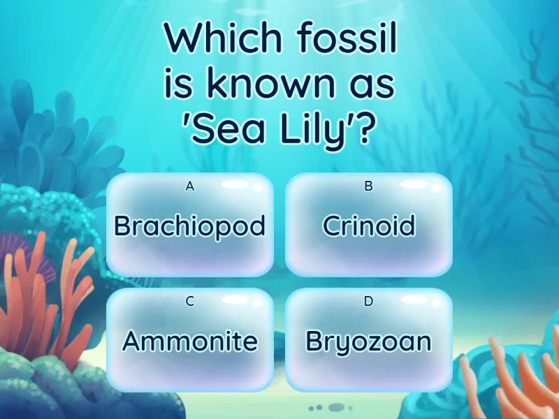 Fossil Identification Quiz - Cuestionario