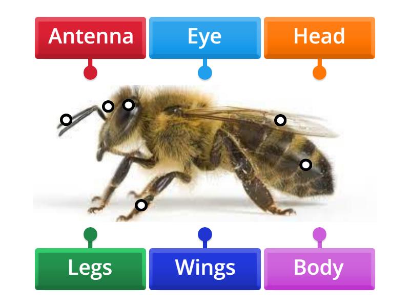 ACTIVITY 1: parts of a bee - Labelled diagram