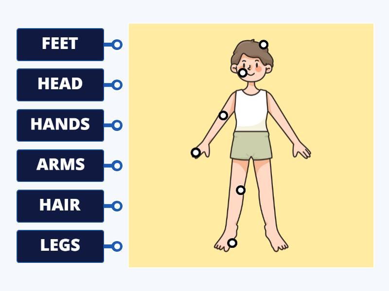 BODY PARTS - A1 STARTERS - Labelled diagram