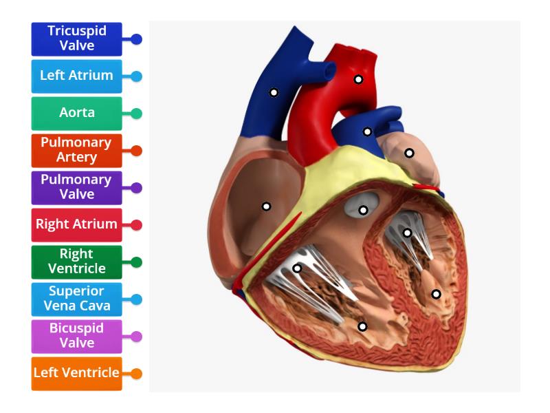 Label the Heart - Labelled diagram