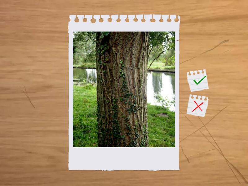 Wordly Wise Book 2 lesson 5 - Flash cards