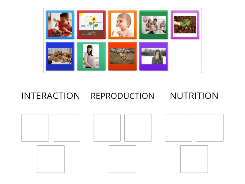 Three vital functions - unit 1 - Group sort
