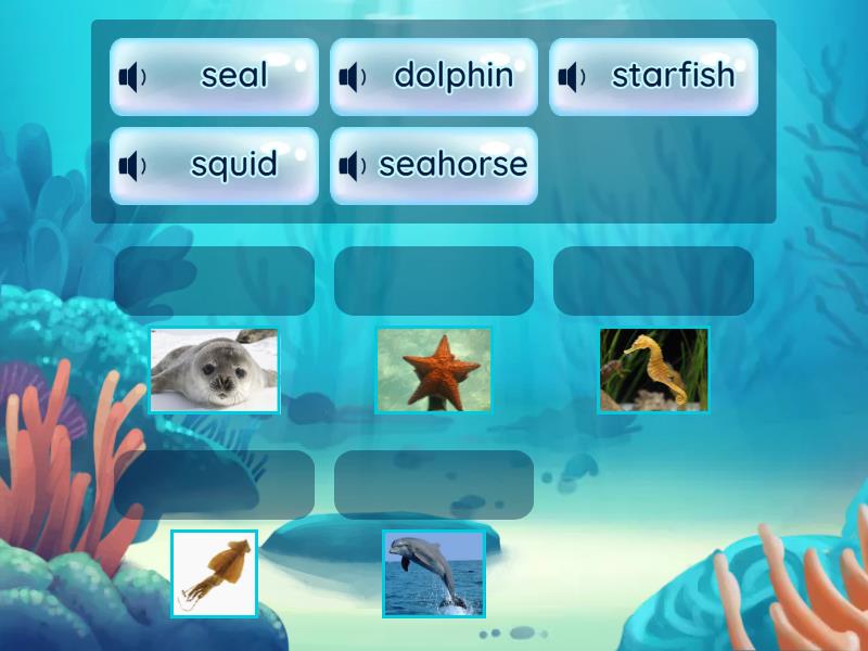 Animals (ocean) - Match up