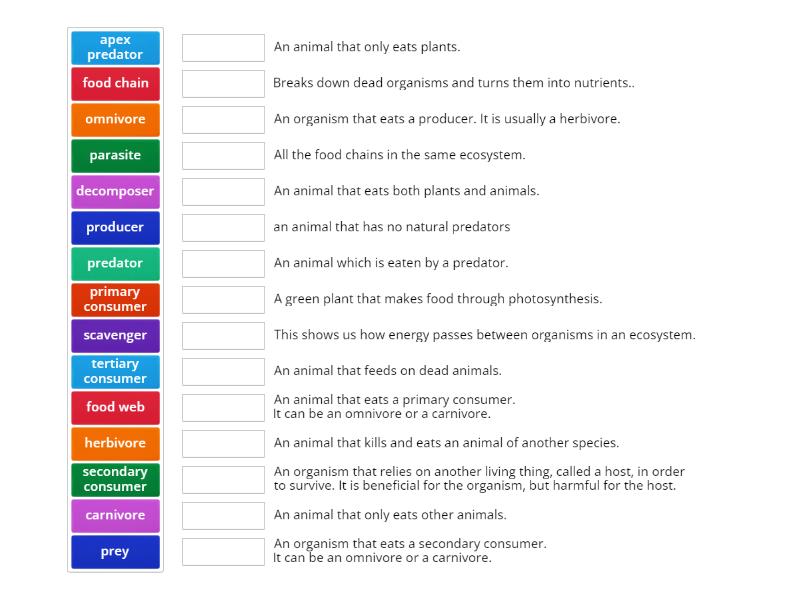 Glossary for Food Chains and Food Webs - Eşleştir