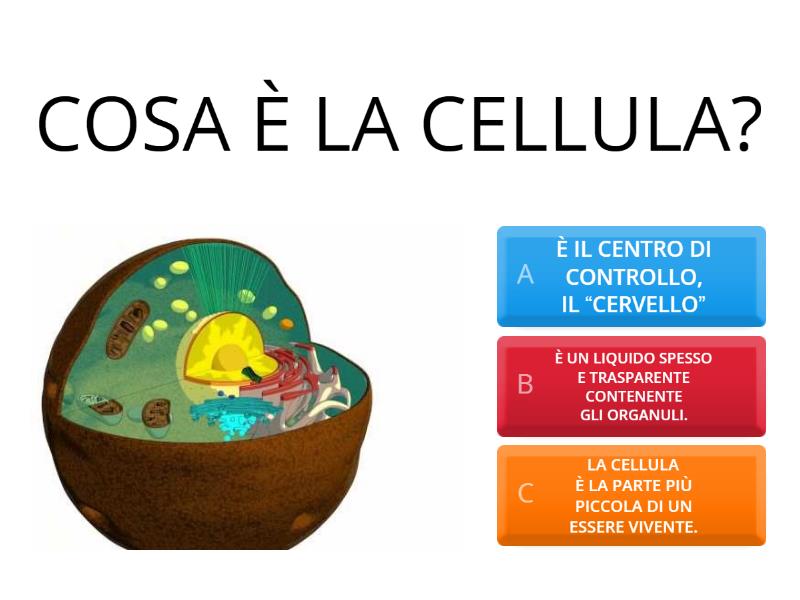 CELLULA - Quiz