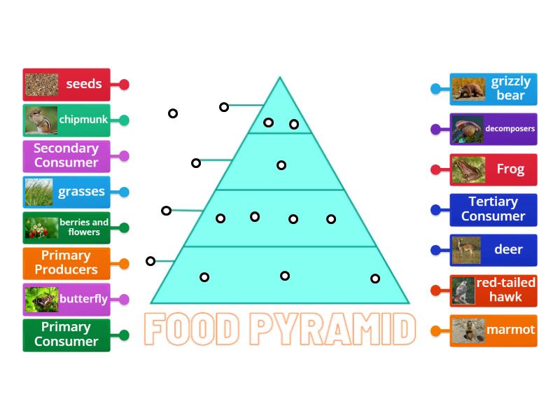 Food Pyramid - Labelled diagram