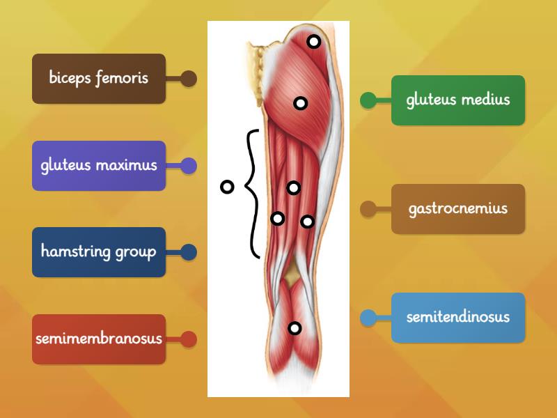 Posterior Thigh Muscles - Labelled diagram