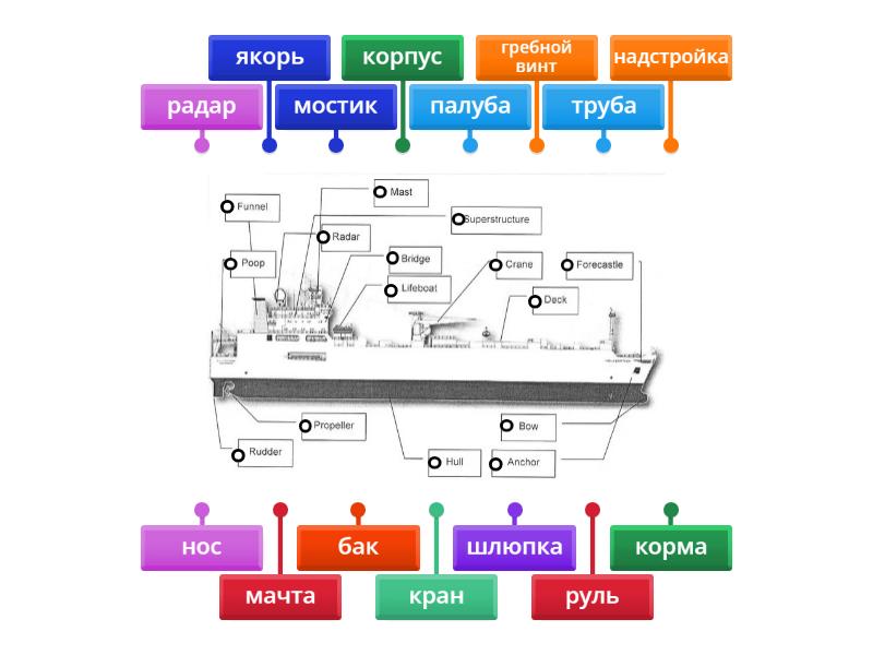 vessel - Labelled diagram
