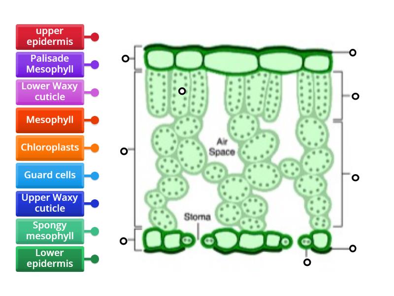 Leaf Cell - Labelled diagram