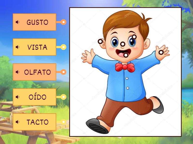 ENCUENTRA LOS ORGANOS CORRECTOS DE LOS 5 SENTIDOS DEL SER HUMANO ...