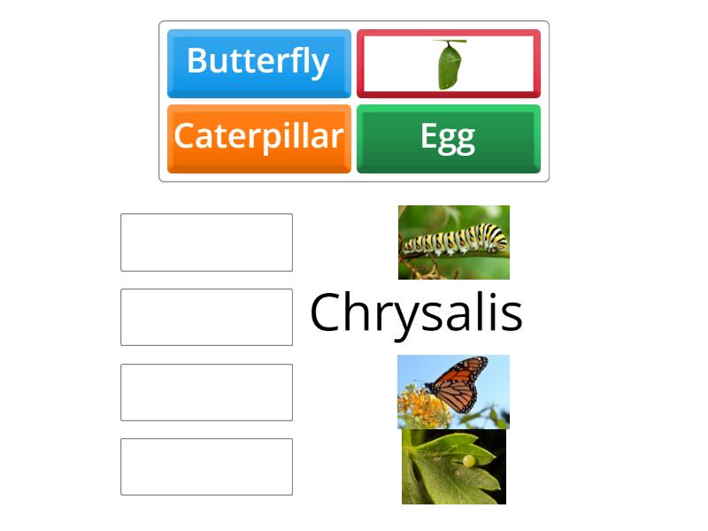 Life Cycle differentiated instruction - Mr. Esposito - Match up