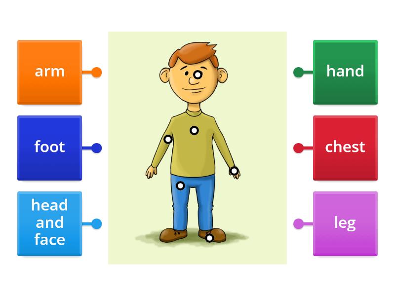 Human body - Labelled diagram