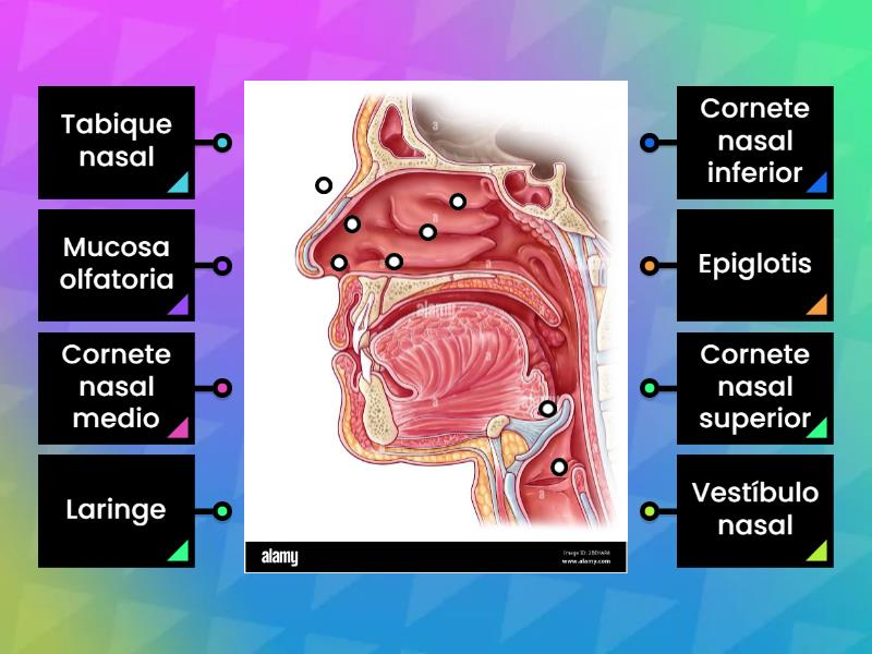 Estructuras de la cavidad nasal - Labelled diagram