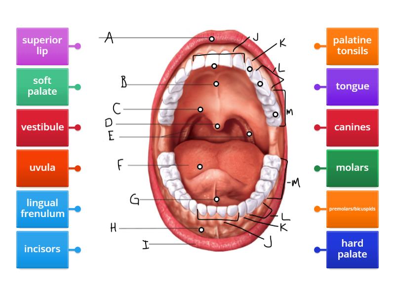 Structure of Mouth & Teeth - Labelled diagram