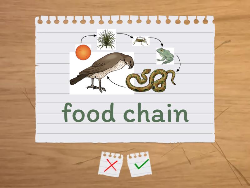 G2 Science Unit B Review - Flash cards