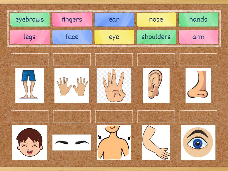 ff1 unit 3 body parts - Match up