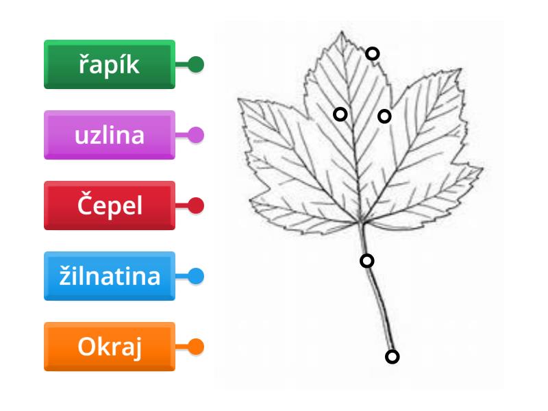 List - Labelled diagram