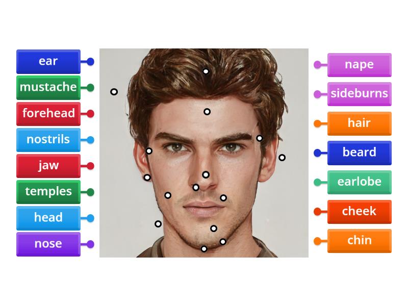 Face - Labelled diagram